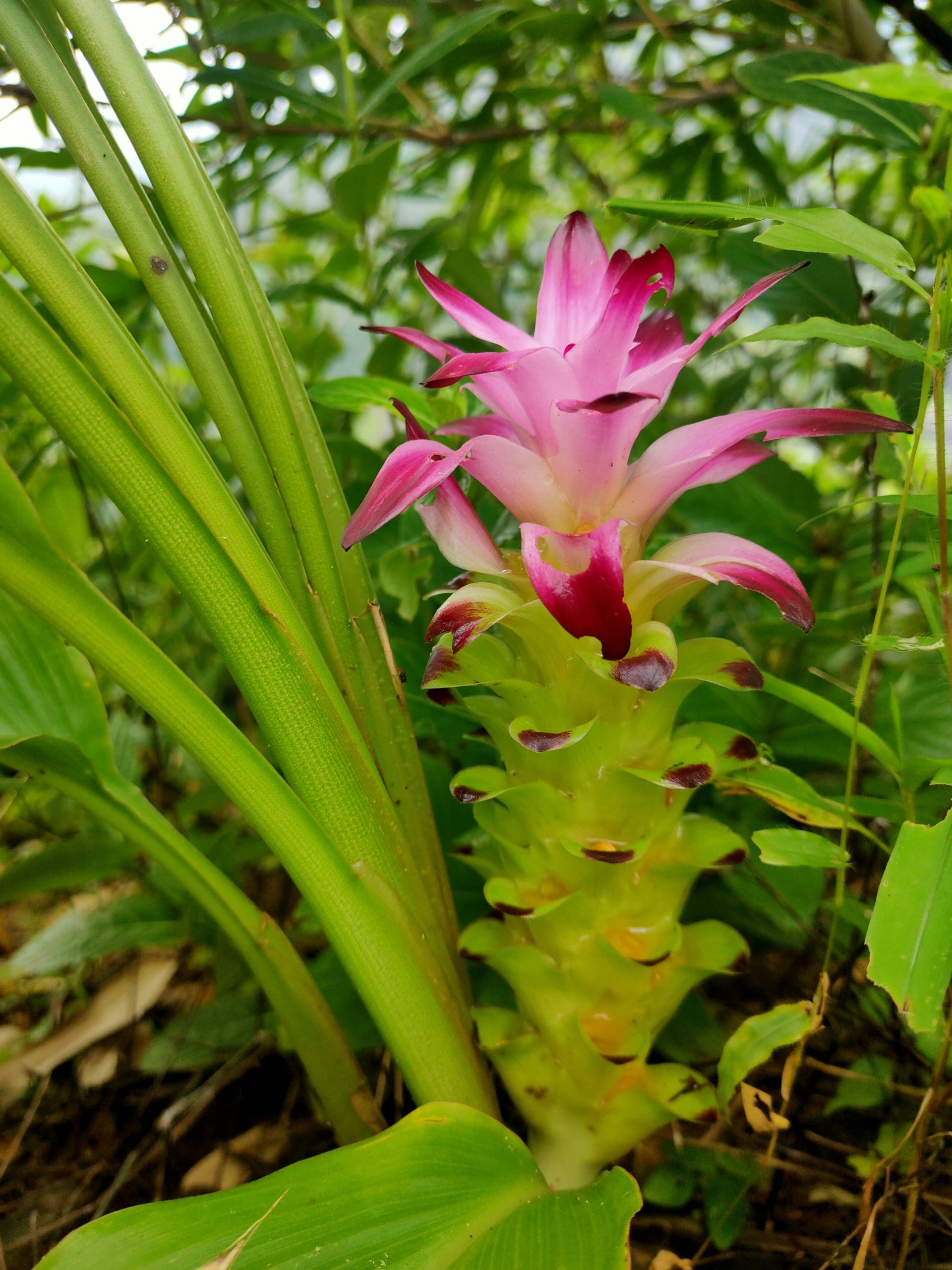 Andharban Jungle Trek Pune Forest In Tamhini Ghats Heaven