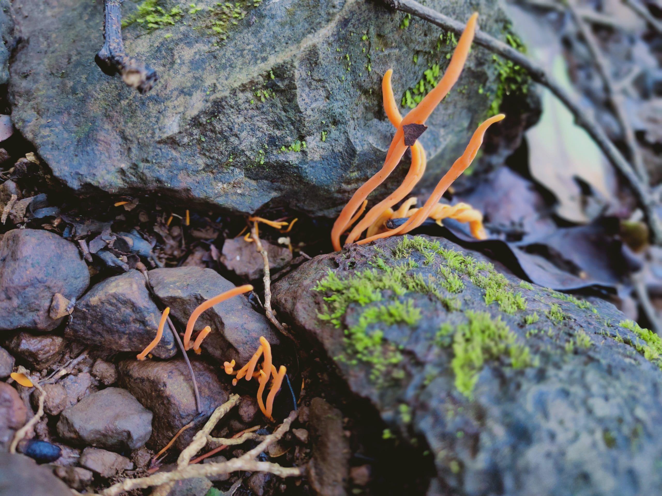 Andharban Jungle Trek Pune Forest In Tamhini Ghats Heaven
